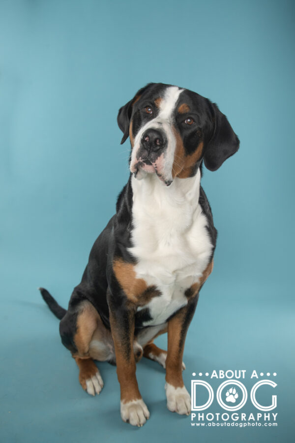 About A Dog Photography | Homeward